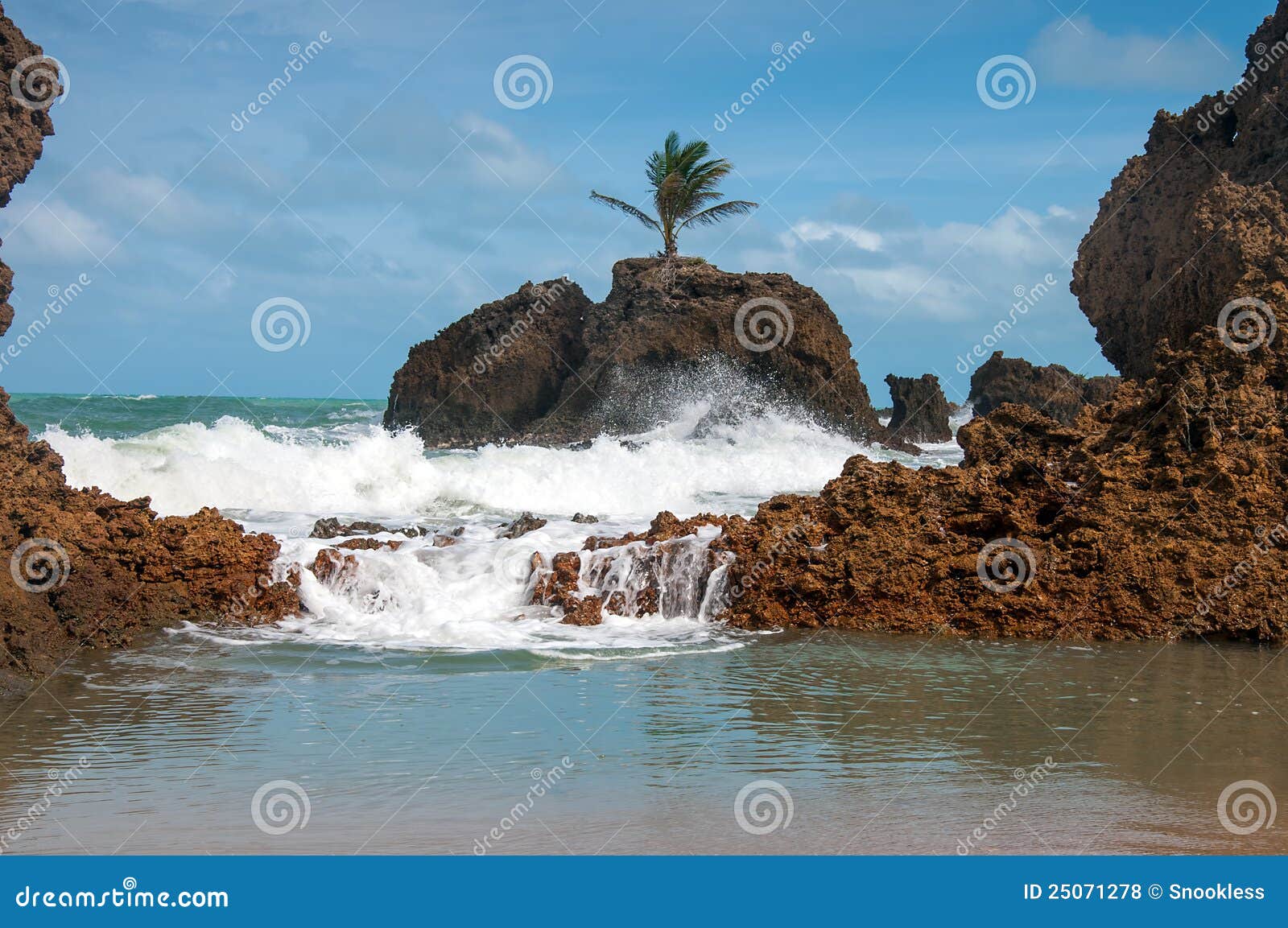 Palm Tree on Rock stock photo. Image of coastline, beautiful - 25071278