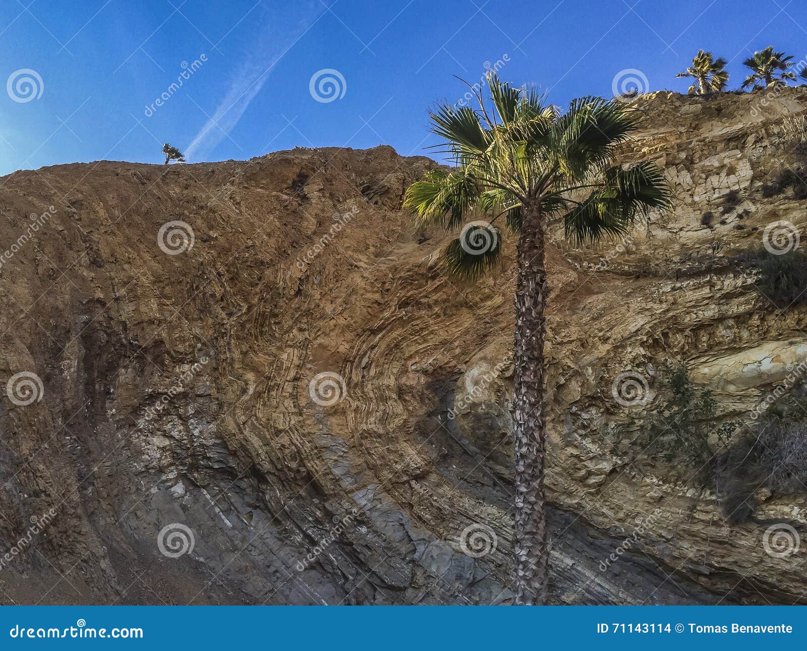 Palm Tree Rock Background at White Point Beach Stock Photo - Image of ...