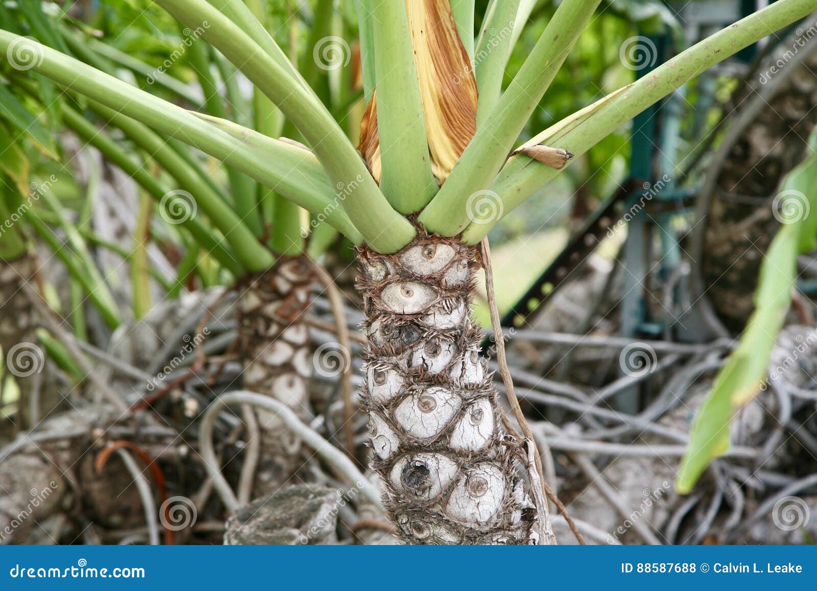 Palm Tree Root stock photo. Image of asia, plant, coast - 88587688