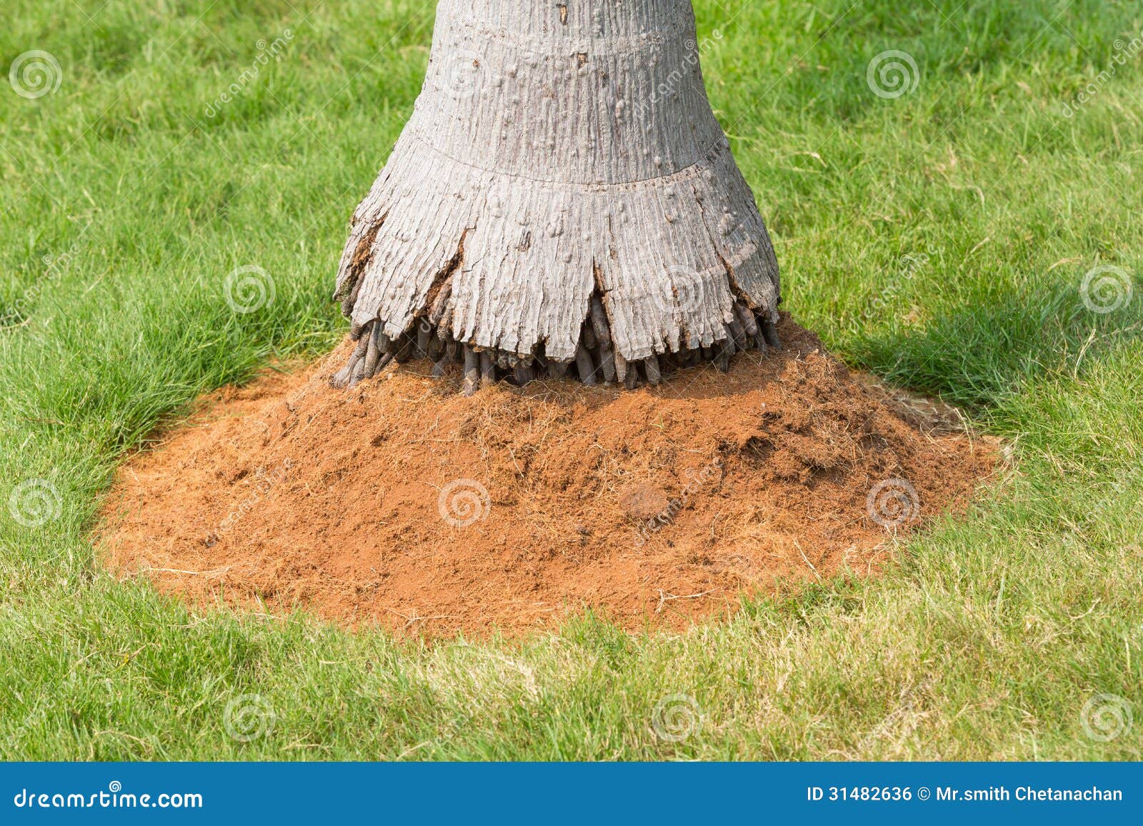 Palm tree root stock photo. Image of growth, texture - 31482636