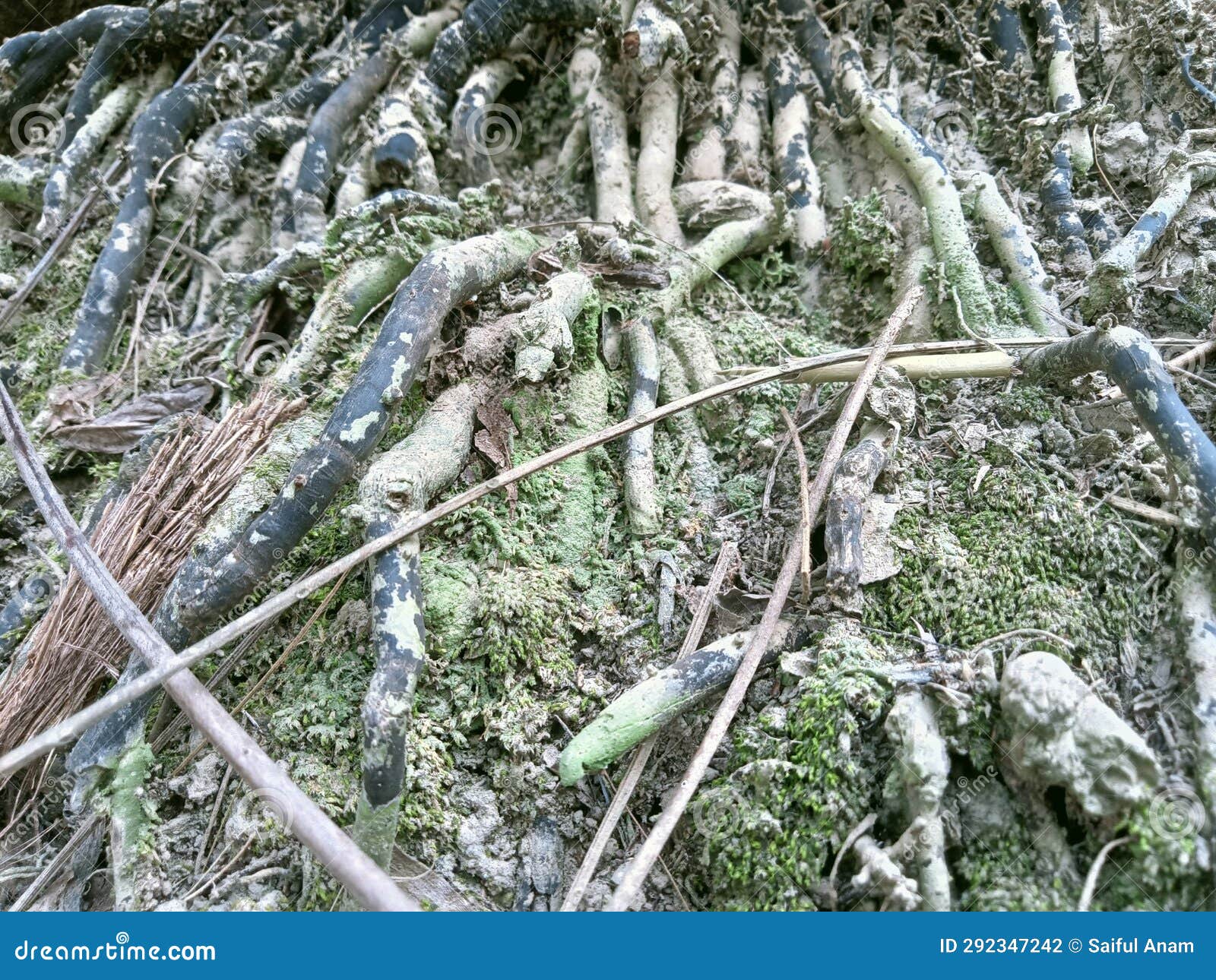 Palm tree root texture stock photo. Image of texture - 292347242