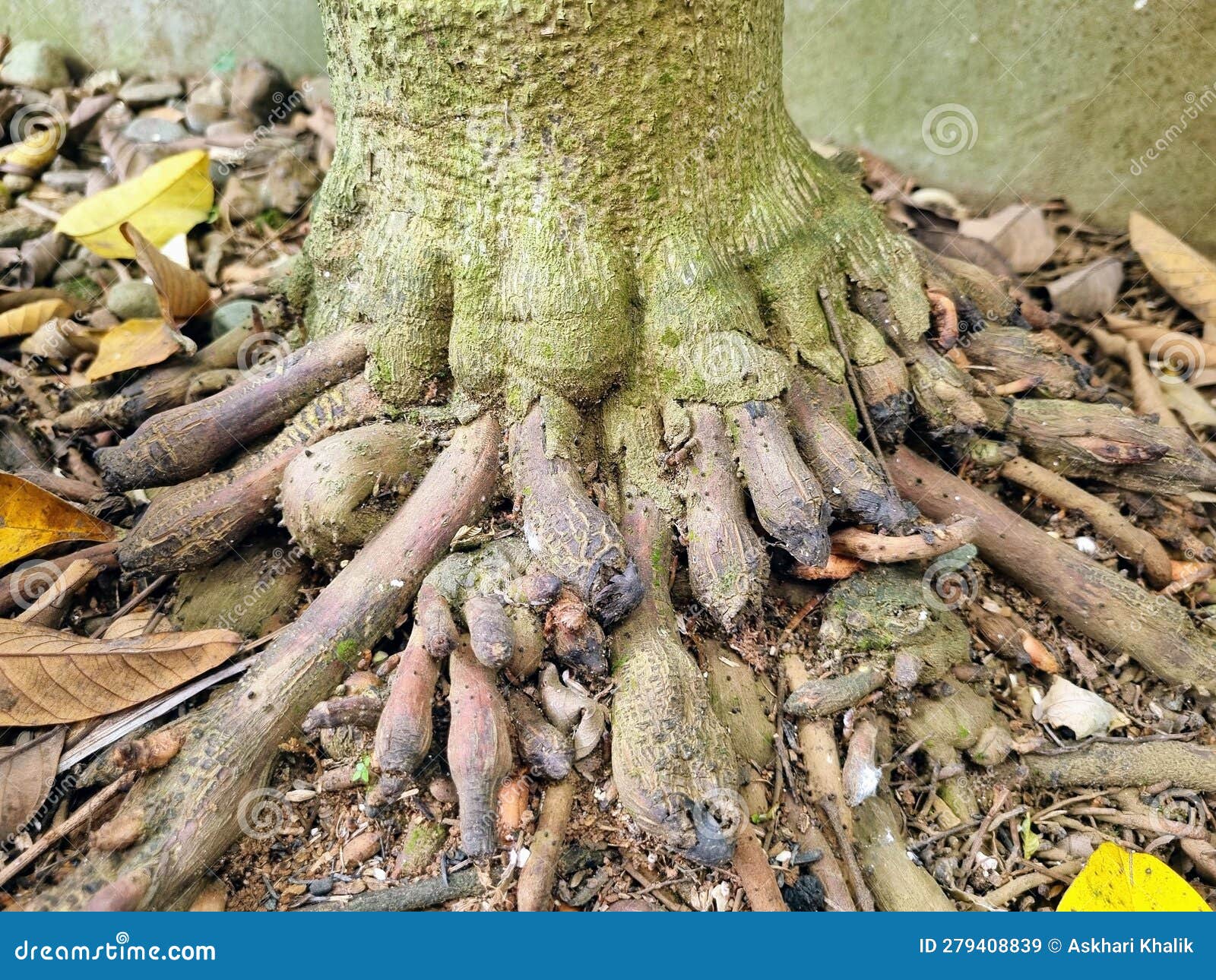 Palm Tree Roots, Roots Gripping the Ground Stock Image - Image of ...