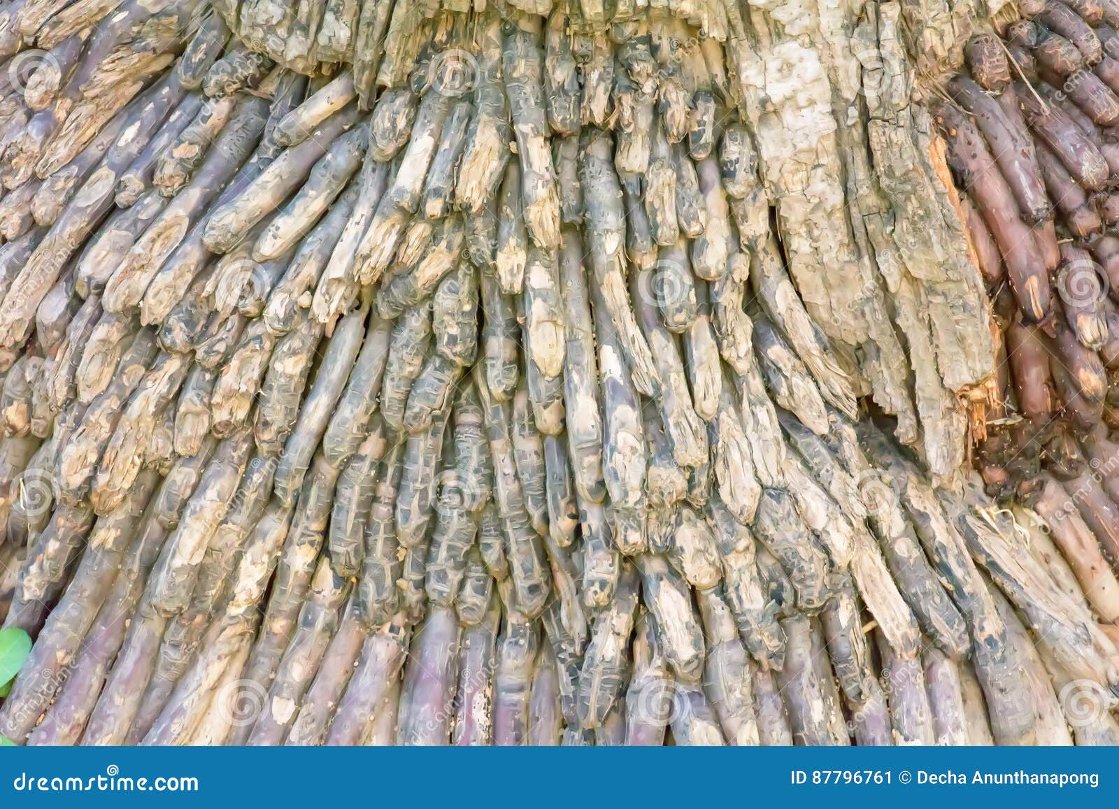 Palm tree roots stock image. Image of palm, tree, design - 87796761