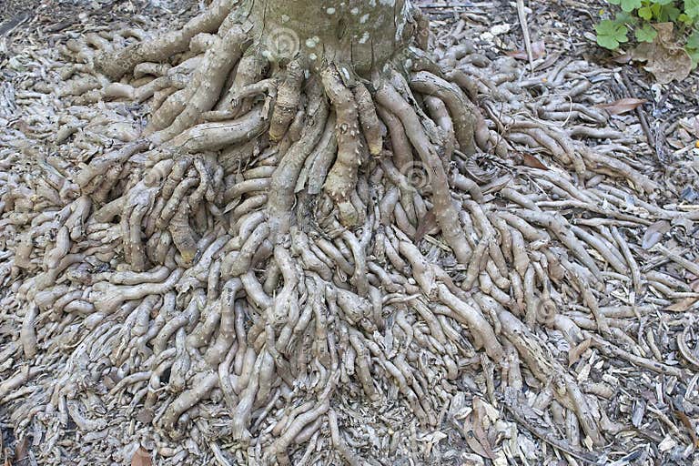 Palm Tree Roots Make a Complex Pattern in the Ground Stock Image ...