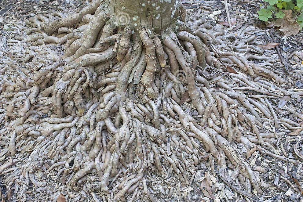 Palm Tree Roots Make a Complex Pattern in the Ground Stock Image ...