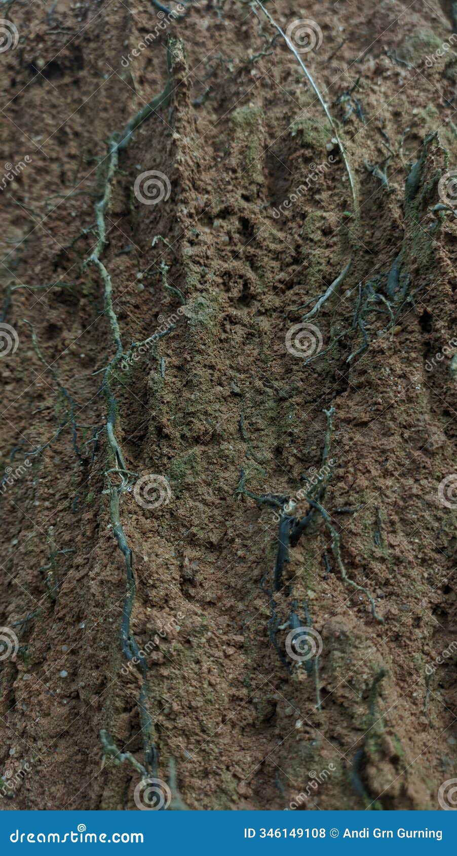 Palm Tree Roots that Spread into the Ground Stock Photo - Image of ...