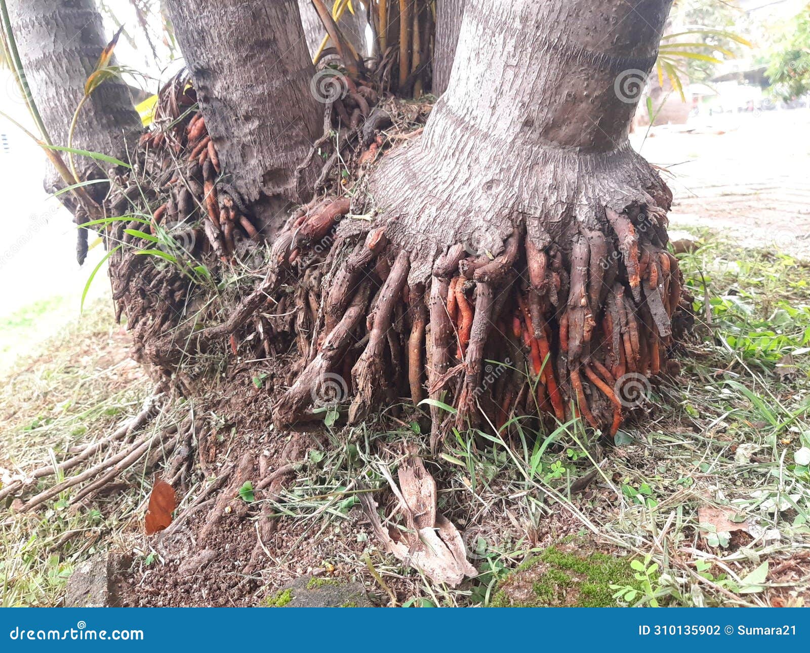 Palm Tree Roots Visible on the Ground Stock Photo - Image of house ...