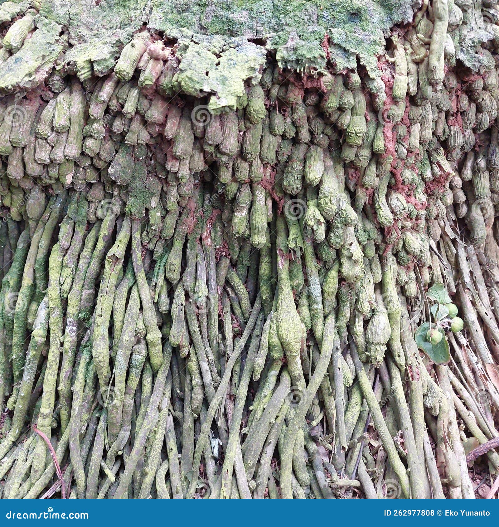 Palm Tree Roots Visible from the Outside Stock Photo - Image of ...
