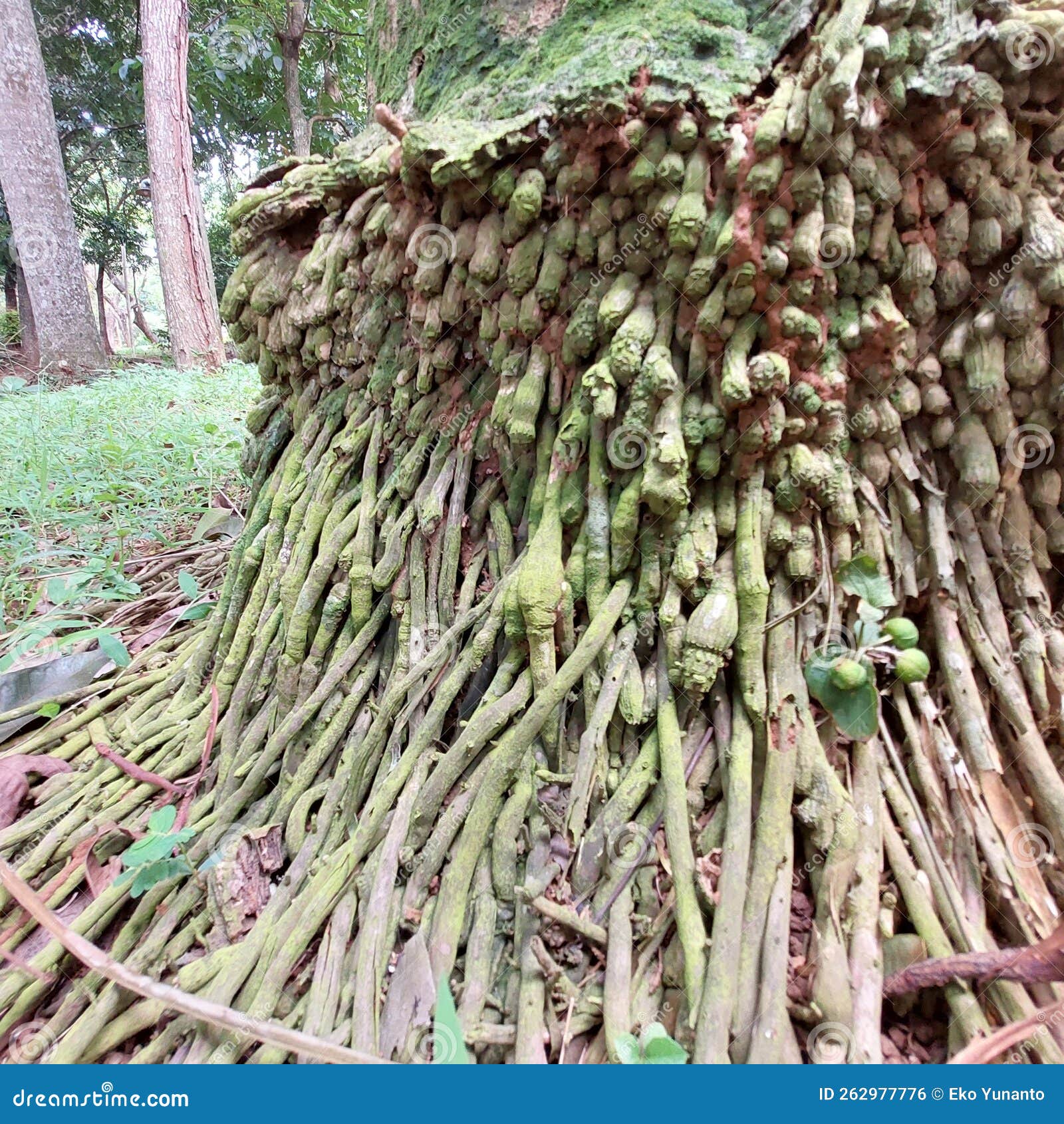 Palm Tree Roots Visible from the Outside Stock Photo - Image of garden ...