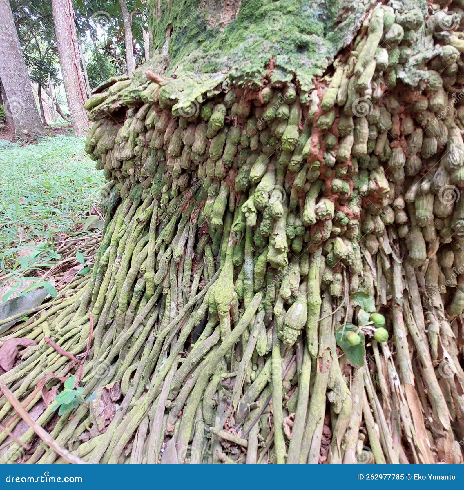 Palm Tree Roots Palm Tree Exposed Roots Stock Image. Image Of Roots
