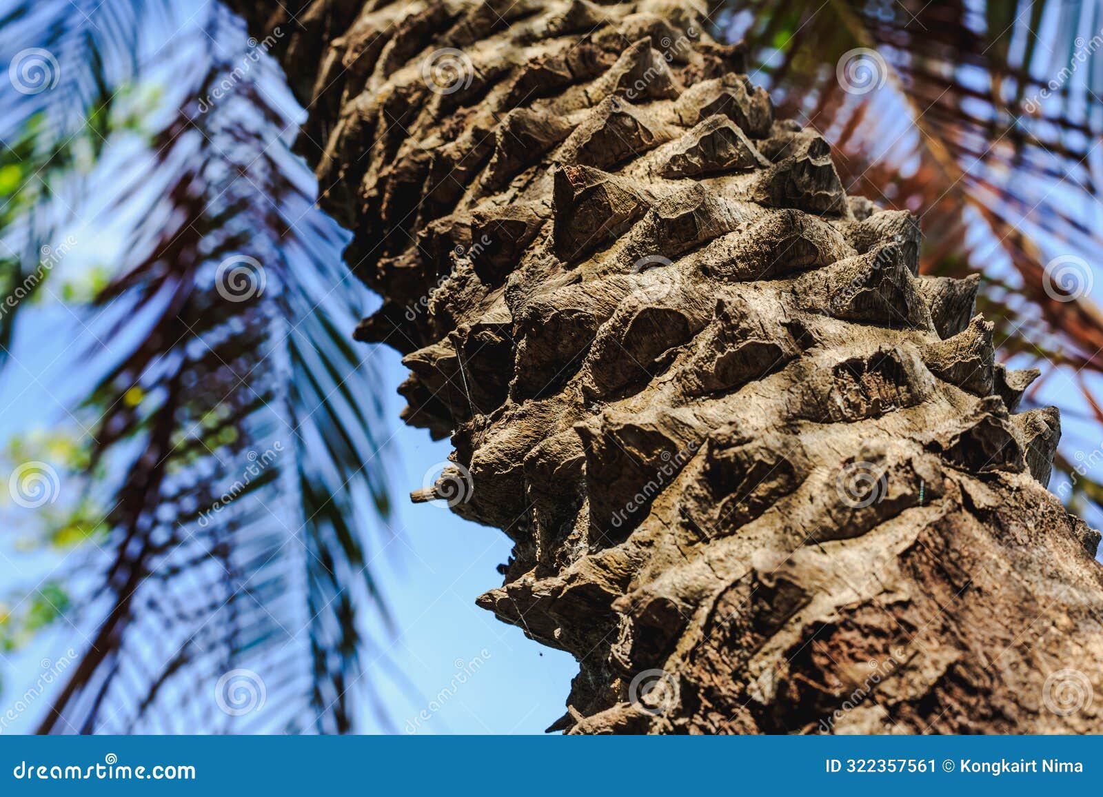 Palm tree with rough skin stock image. Image of caribbean - 322357561