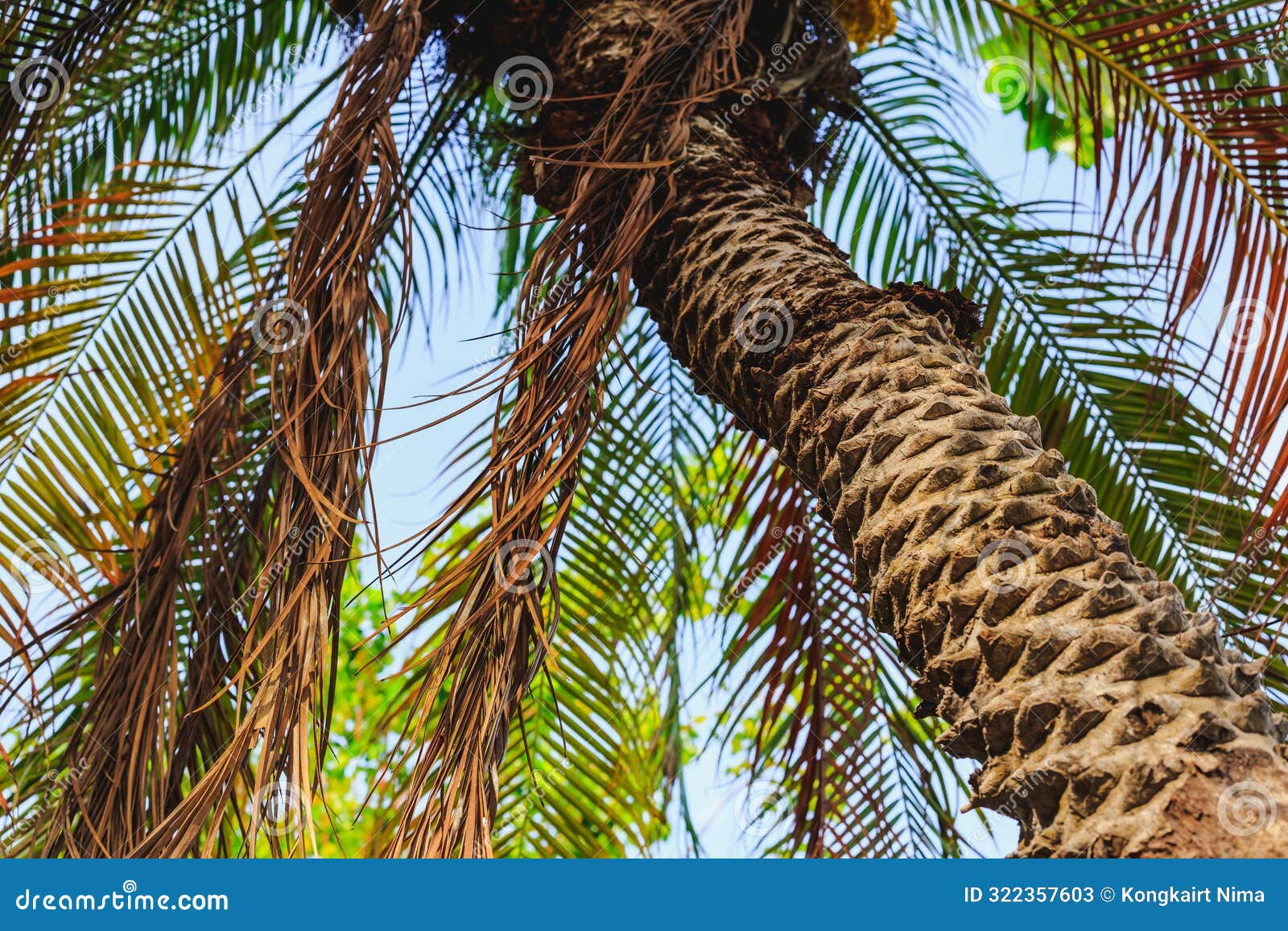 Palm tree with rough skin stock image. Image of caribbean - 322357603