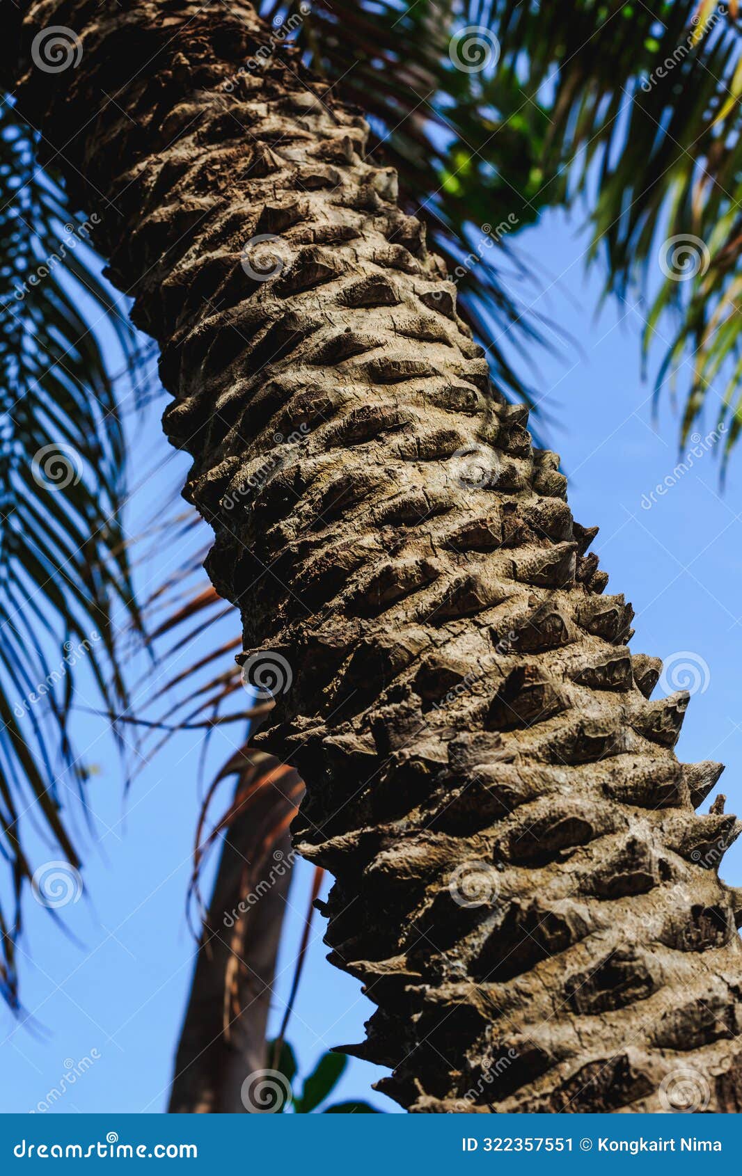 Palm tree with rough skin stock image. Image of tour - 322357551