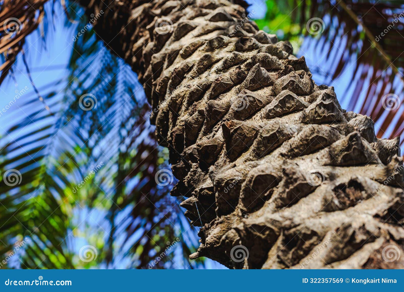 Palm tree with rough skin stock image. Image of jungle - 322357569