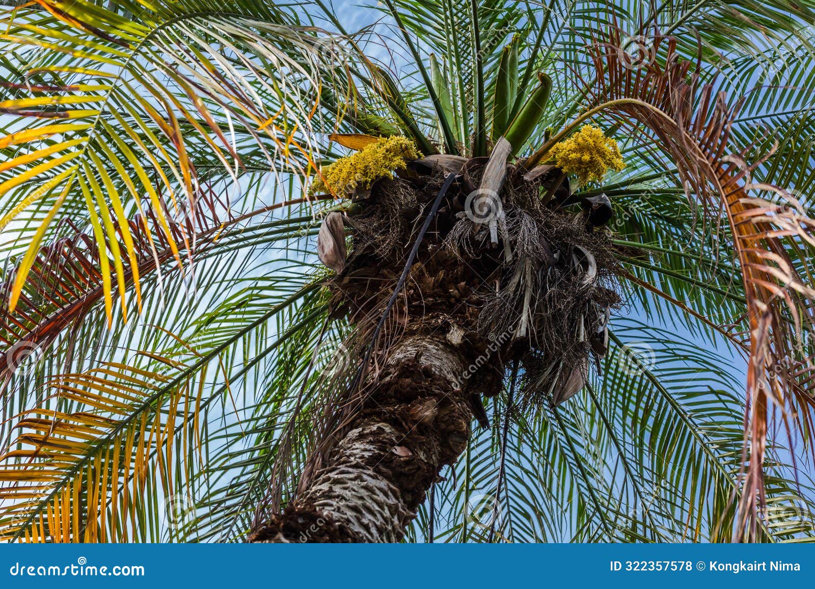 Palm tree with rough skin stock photo. Image of panorama - 322357578