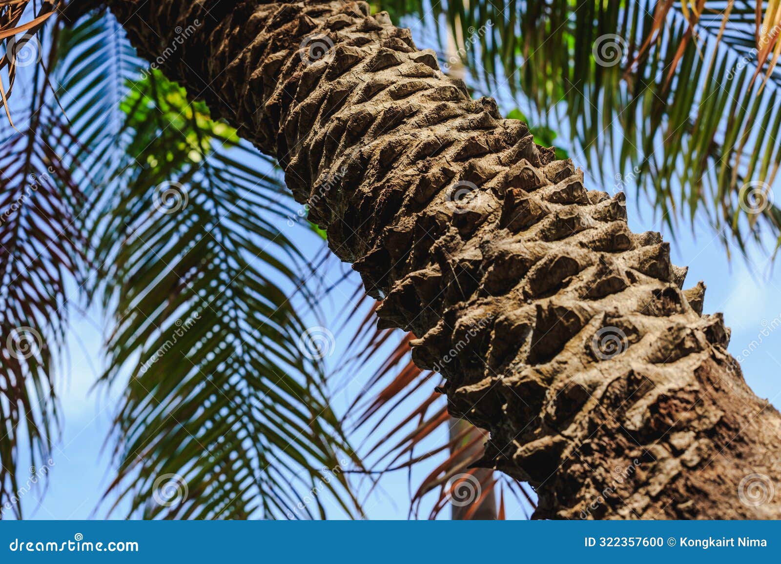 Palm tree with rough skin stock photo. Image of valley - 322357600