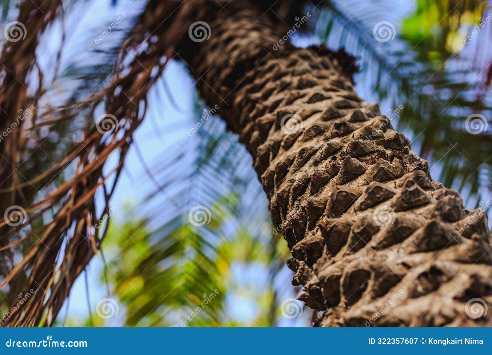 Palm tree with rough skin stock image. Image of shadow - 322357607