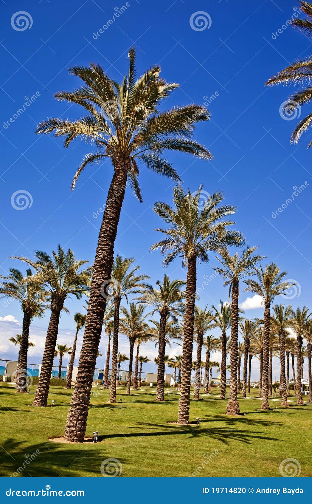 Palm tree row stock photo. Image of peace, outside, romantic - 19714820