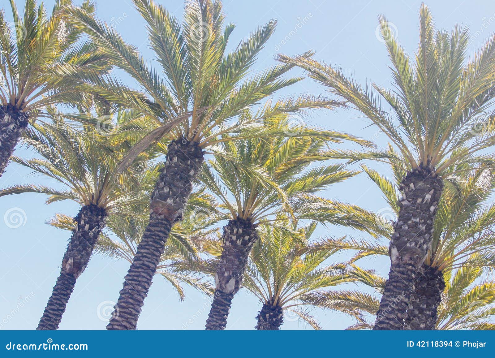 Palm tree row stock photo. Image of coconuts, leaf, scenic - 42118394