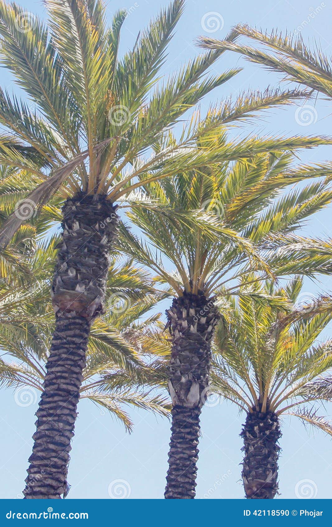 Palm tree row stock photo. Image of pacific, paradise - 42118590