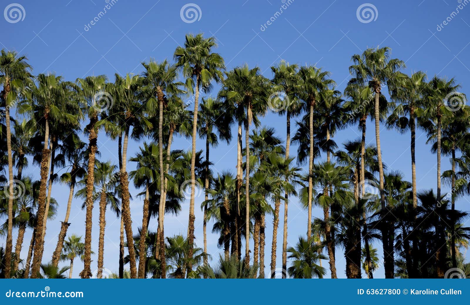 Palm Tree Row stock photo. Image of tropical, green, springs - 63627800