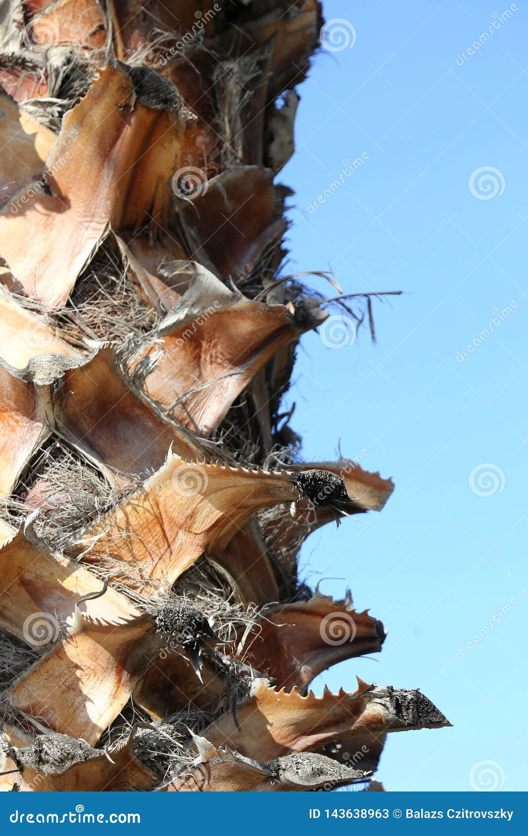 Palm tree`s bole stock image. Image of spring, beautiful - 143638963