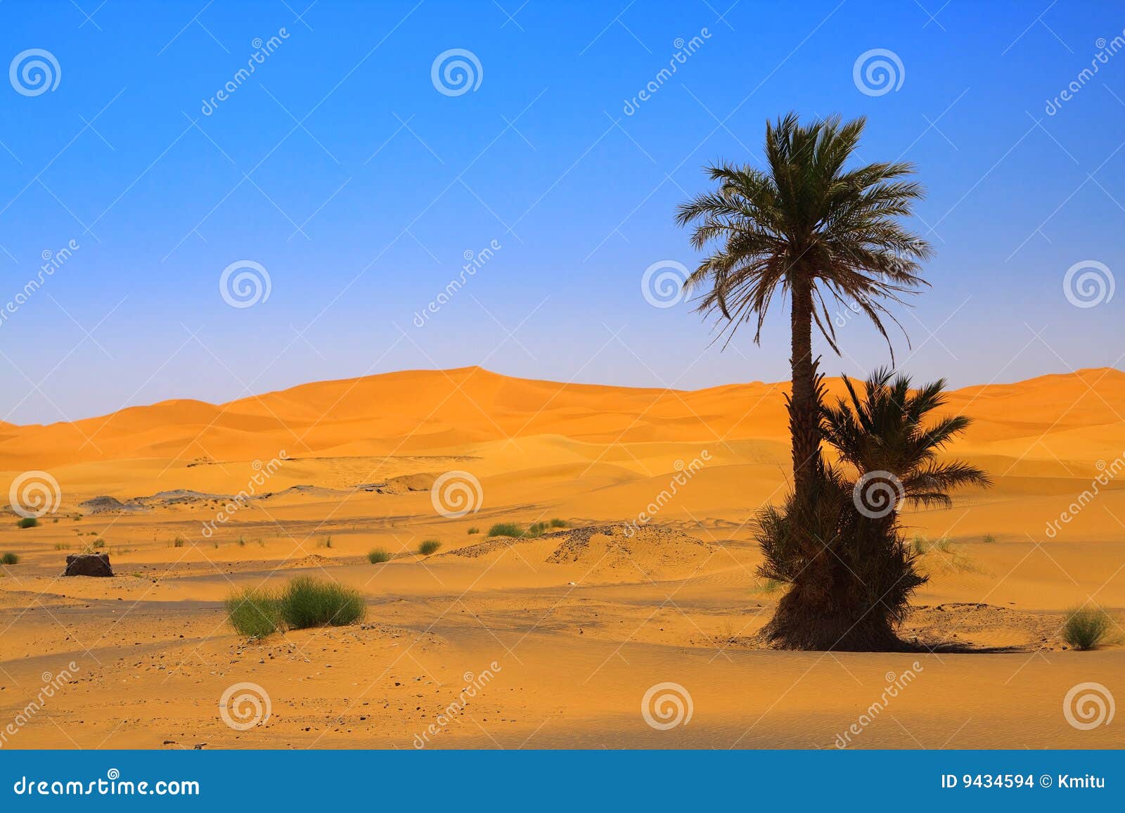 Palm tree on sahara stock photo. Image of wild, africa - 9434594