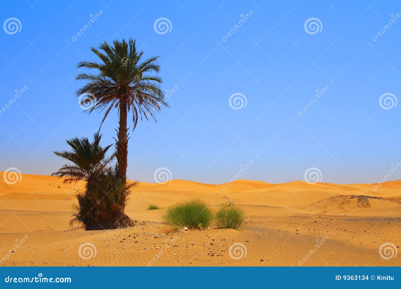 Palm tree on Sahara desert stock photo. Image of plant - 9363134