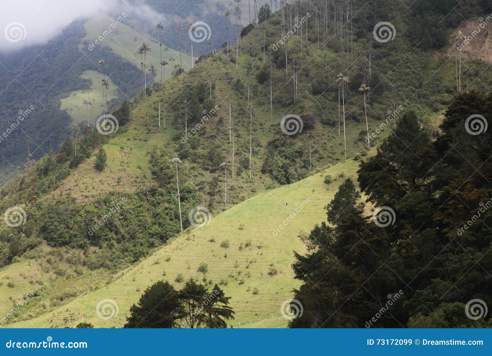 The palm tree in salento stock image. Image of tree, forest - 73172099