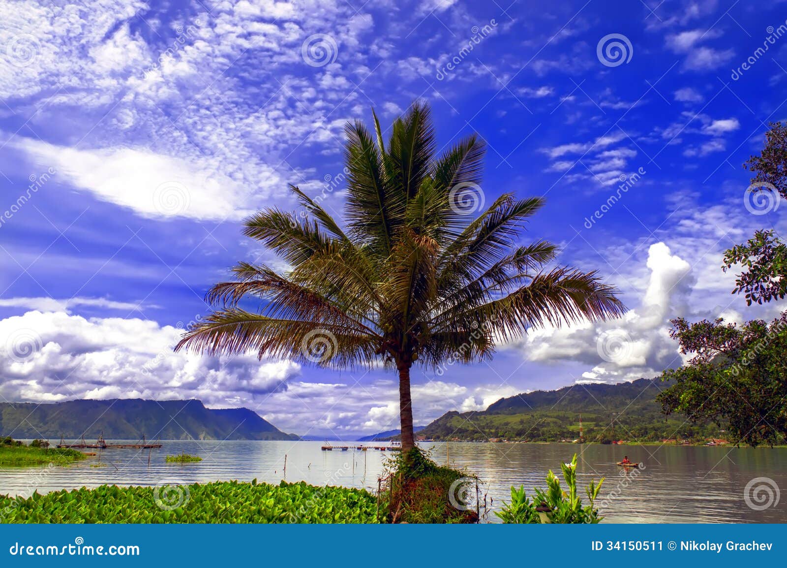 Palm Tree. stock image. Image of tropical, batak, exotic - 34150511