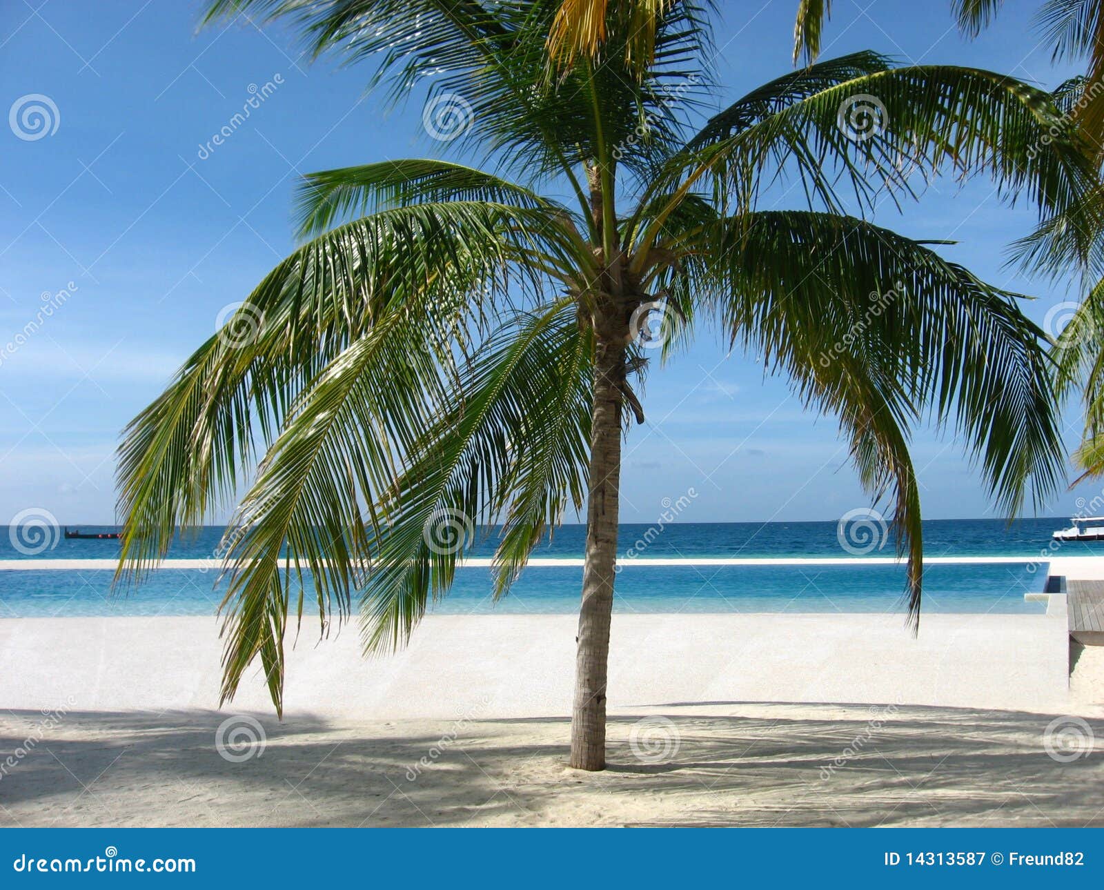 Palm tree on sand. stock image. Image of green, swimming - 14313587