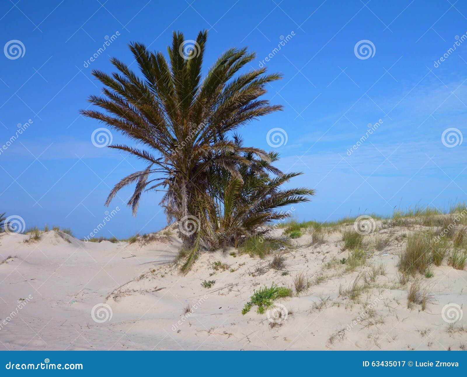 Palm Tree at the Sandy Beach Stock Image - Image of cloudy, deserted ...