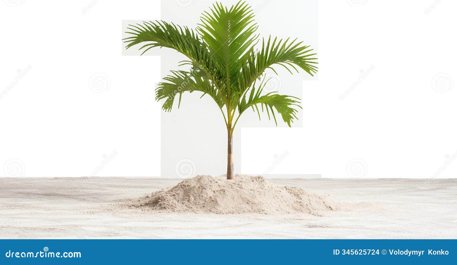 Palm Tree on Sandy Mound with Transparent Background, Nature and ...