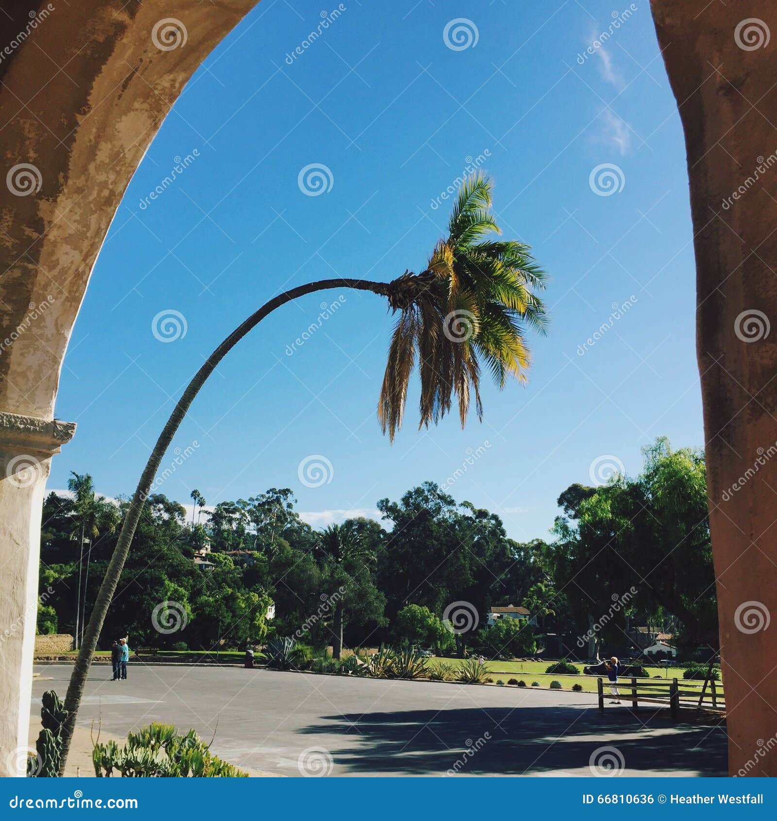 Palm tree stock photo. Image of mission, santa, tree - 66810636