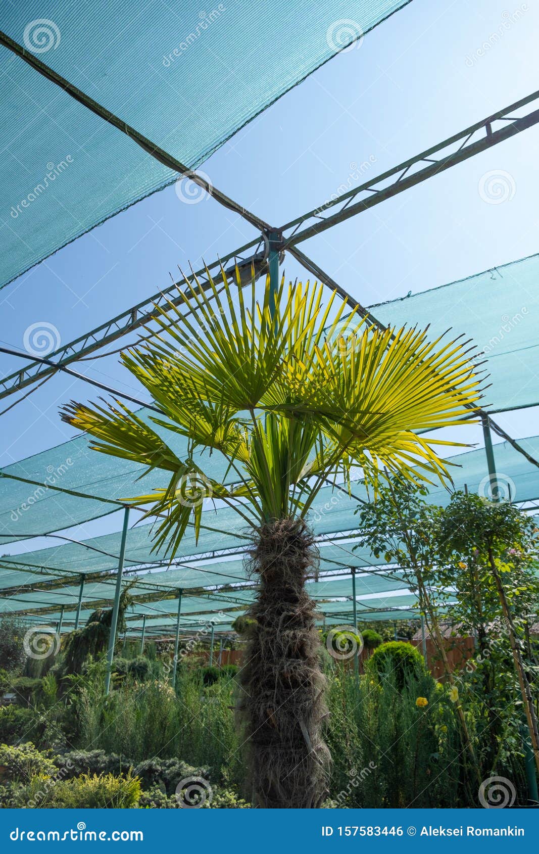Palm Tree Sapling with a Large Trunk Under a Canopy from the Sun Stock ...
