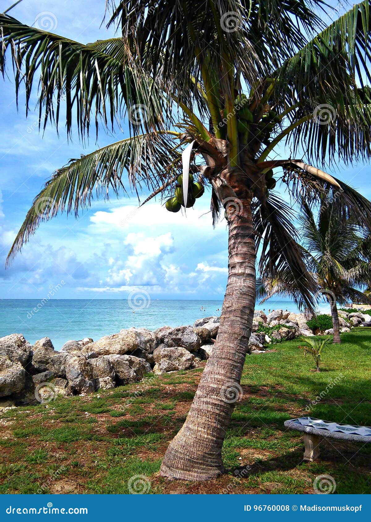Palm Tree Scene stock photo. Image of clear, costa, holiday - 96760008