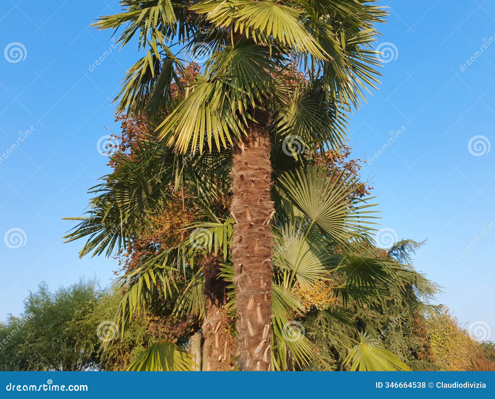 Palm Tree Scient. Class. Areaceae Stock Photo - Image of plantae, green ...