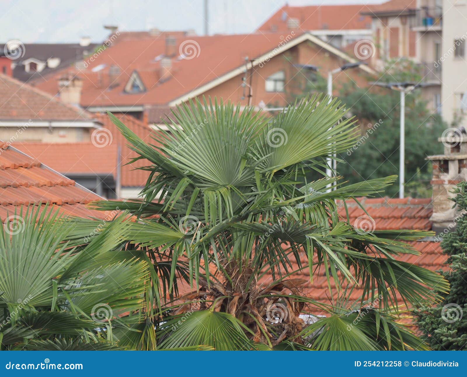 Palm Tree Scient. Class. Areaceae Stock Photo - Image of palm, tree ...