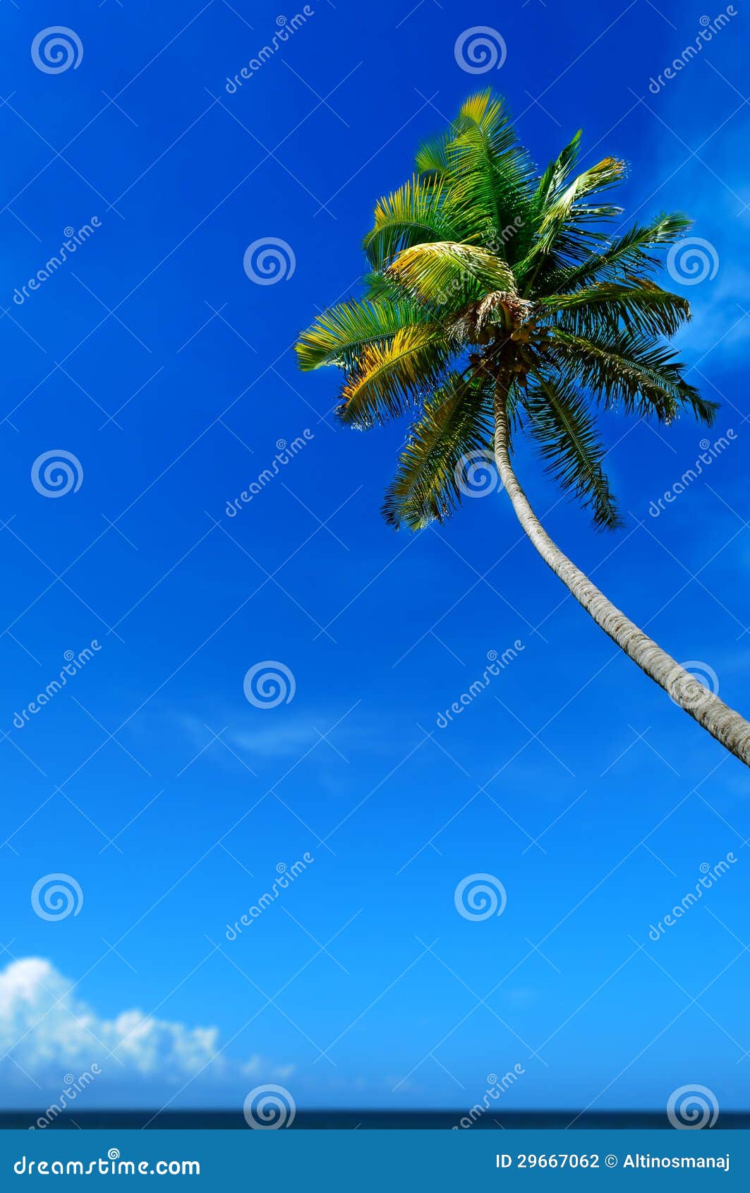 Palm tree sea and blue sky stock photo. Image of sunshine - 29667062