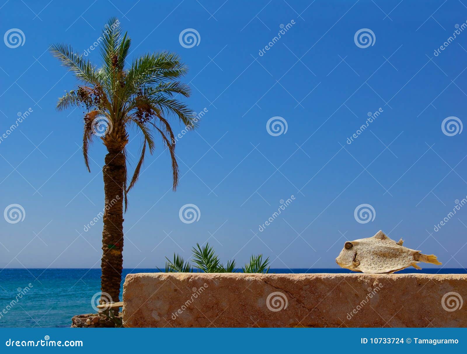 Palm-tree, sea and fish stock photo. Image of clean, beach - 10733724
