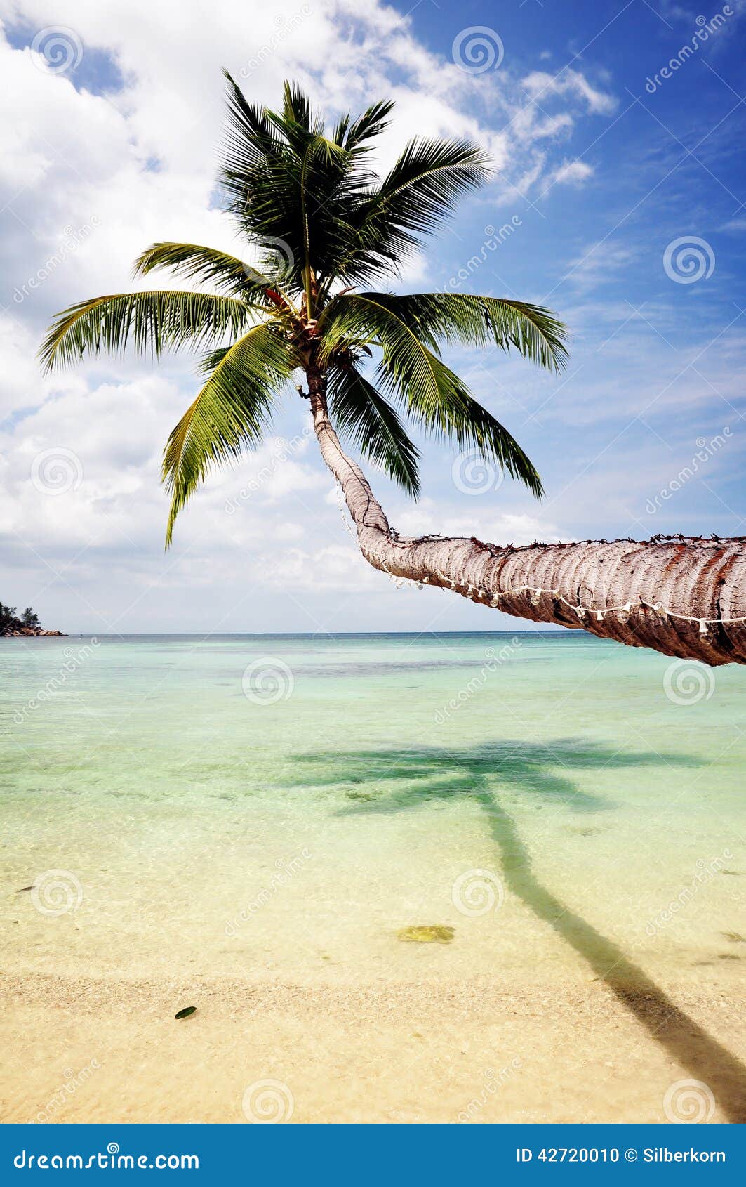 Palm tree and sea stock photo. Image of travel, sunny - 42720010