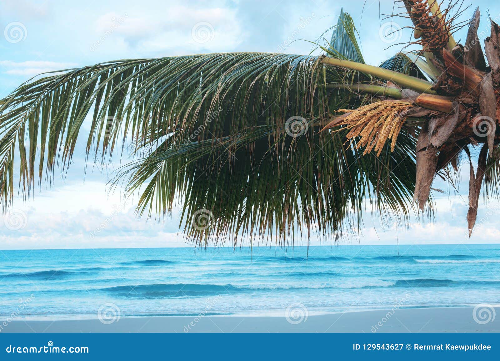 Palm tree at sea. stock image. Image of ocean, coastline - 129543627