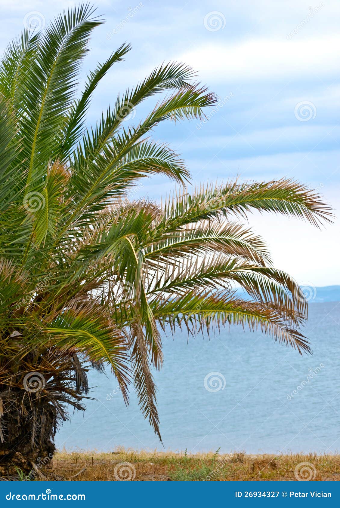 Palm Tree by the Sea Shore Beach Stock Image - Image of blue, leaf ...