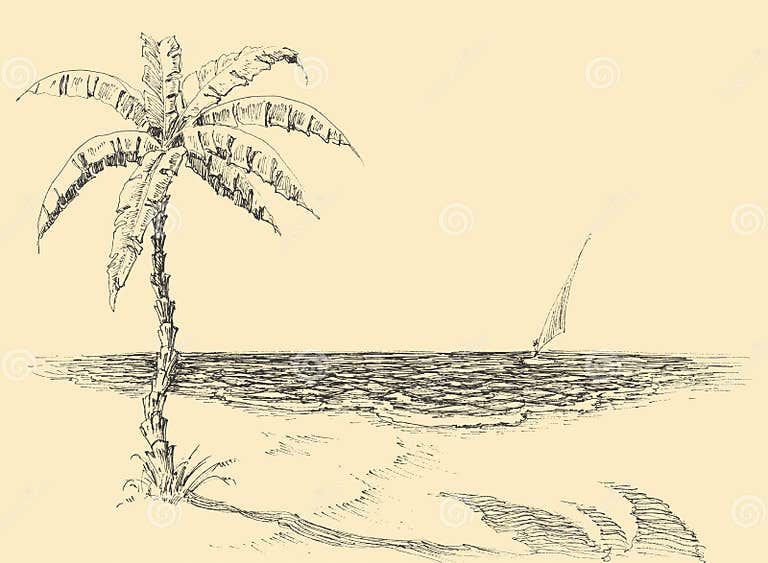 Palm Tree on Sea Shore Vector Hand Drawing Stock Illustration ...