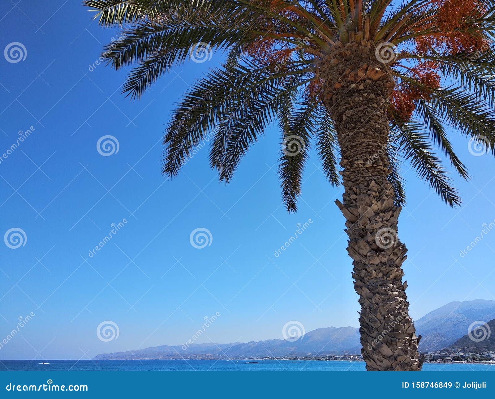 Palm tree stock image. Image of blue, shining, scenic - 158746849