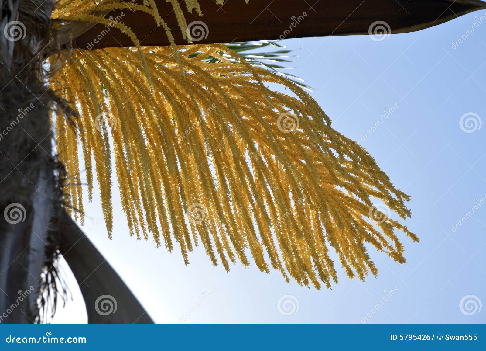 Palm tree seeds stock image. Image of exotic, plant, branch - 57954267