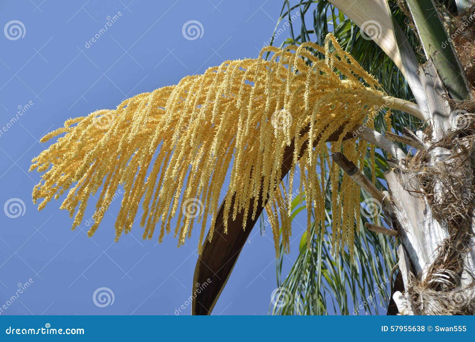 Palm tree seeds stock photo. Image of flora, bunch, tall - 57955638