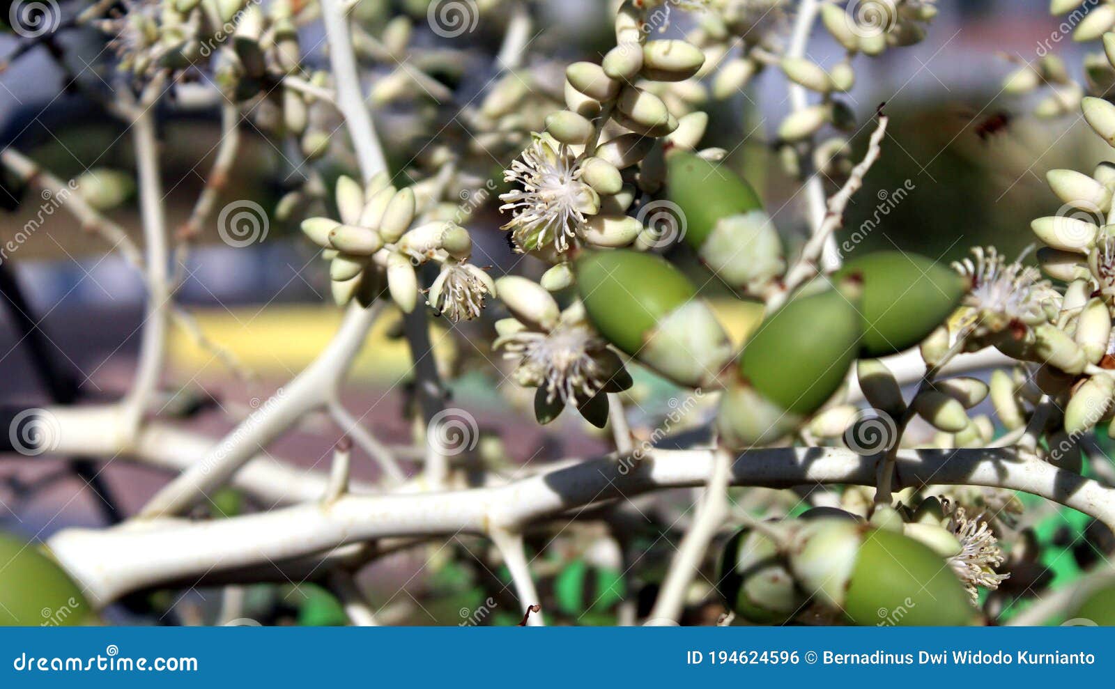 Palm Tree Seeds and Flowers Stock Photo - Image of blossom, green ...
