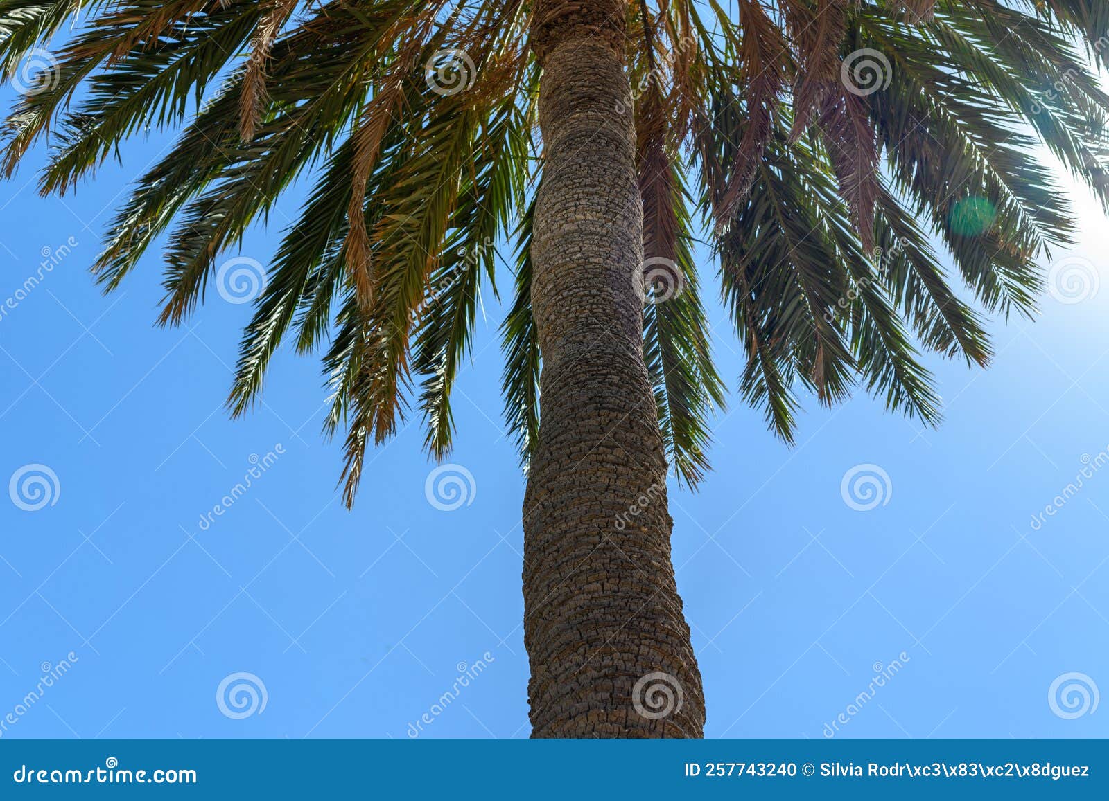 Palm Tree Seen from Below on Blue Sky Background Stock Photo - Image of ...