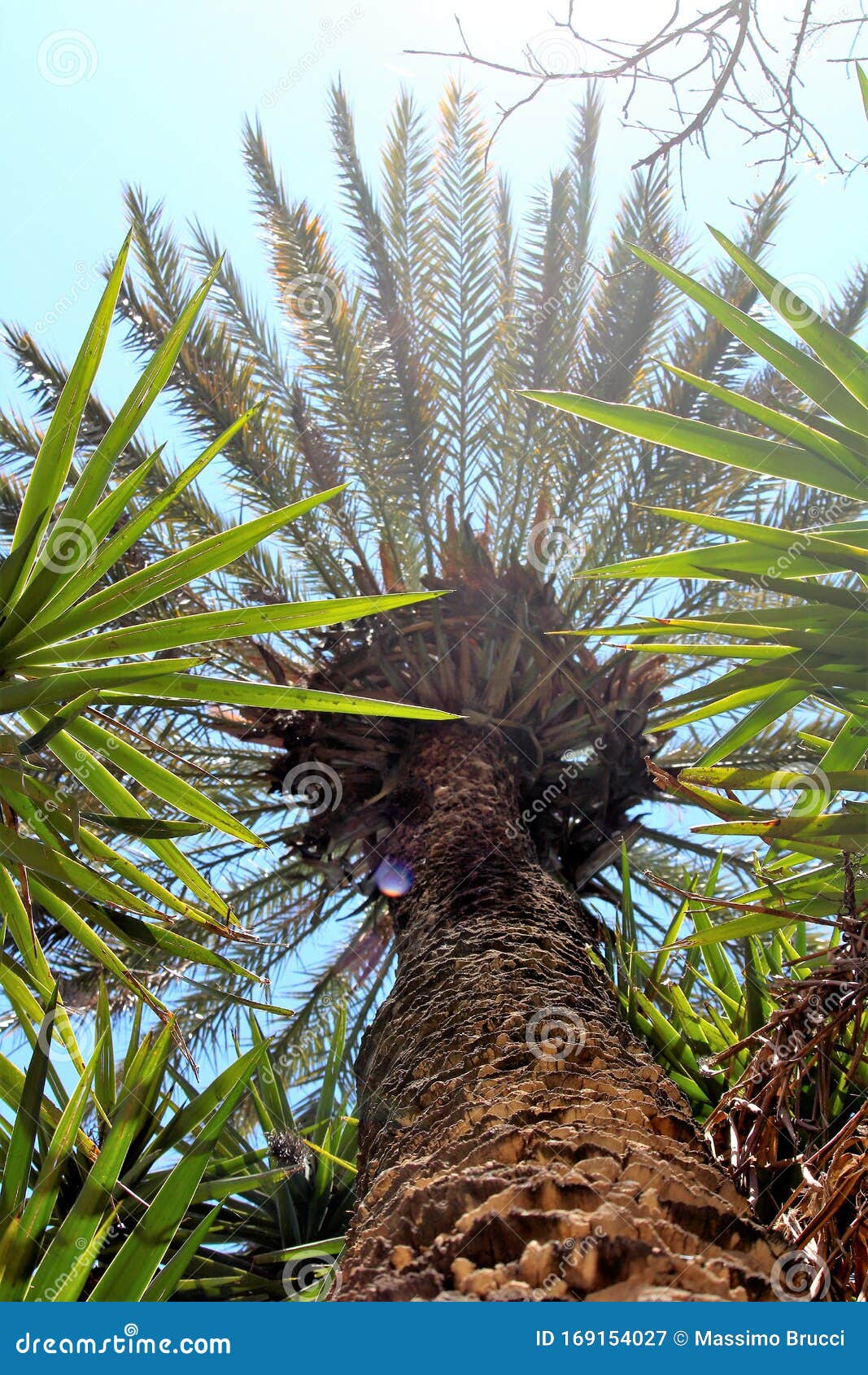 Palm Tree Seen from Below with Trunk in the Foreground and Branches in ...